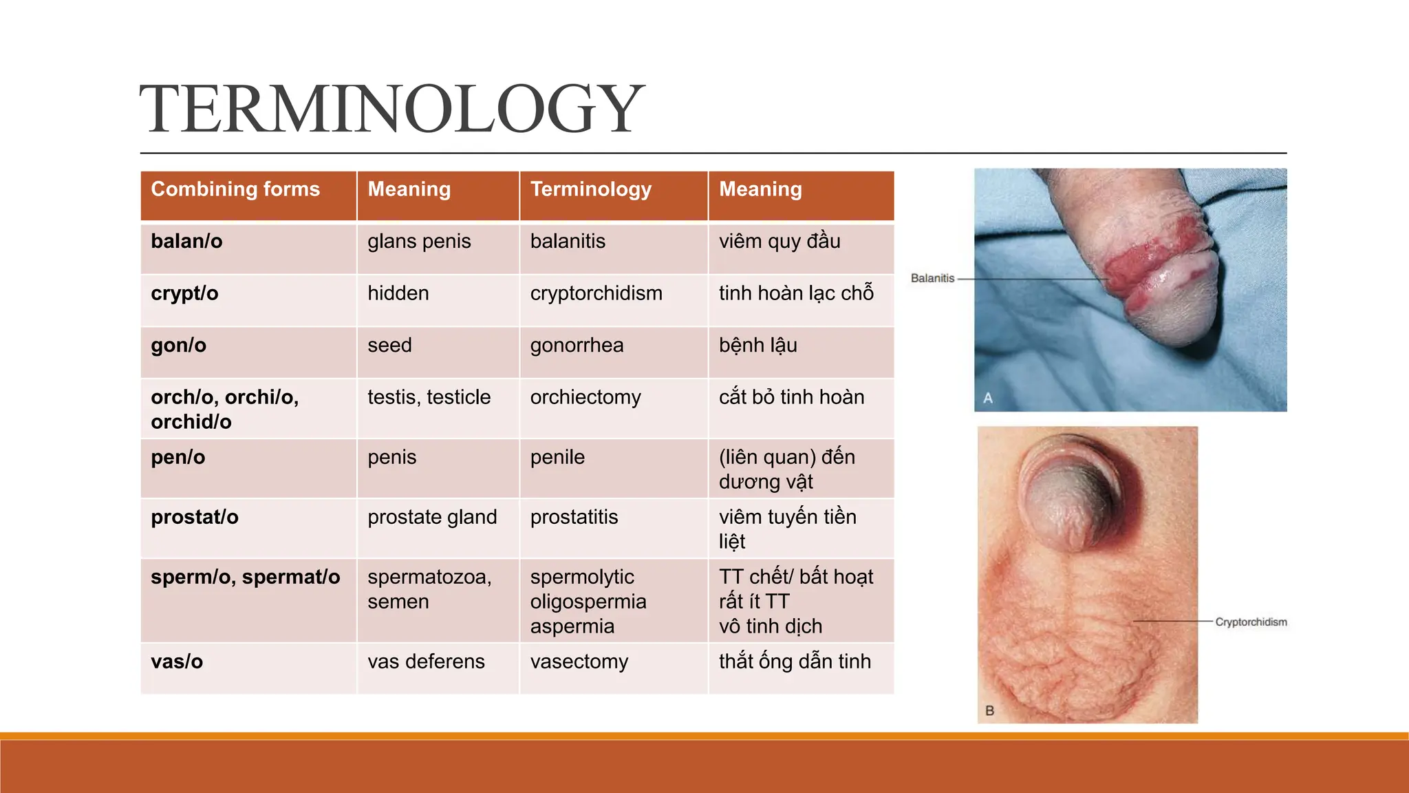 Male Reproductive System English Terminology | PPTX