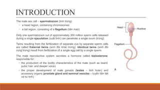 Male Reproductive System English Terminology | PPTX