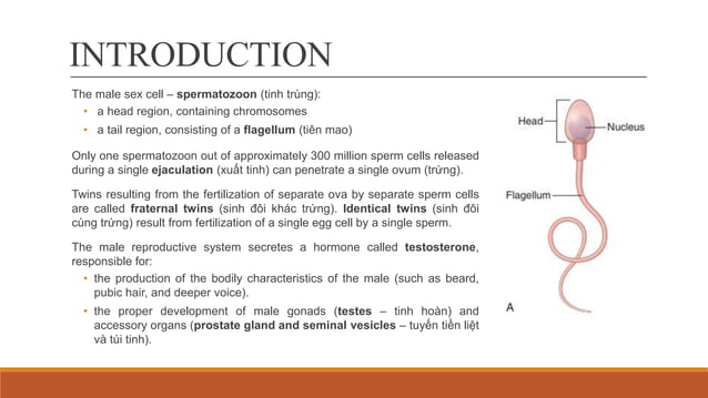 Male Reproductive System English Terminology | PPTX
