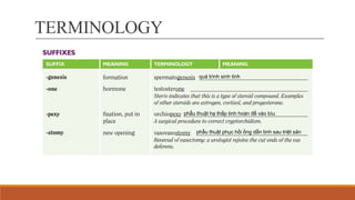 Male Reproductive System English Terminology | PPTX