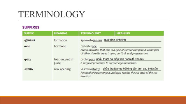 Male Reproductive System English Terminology | PPTX