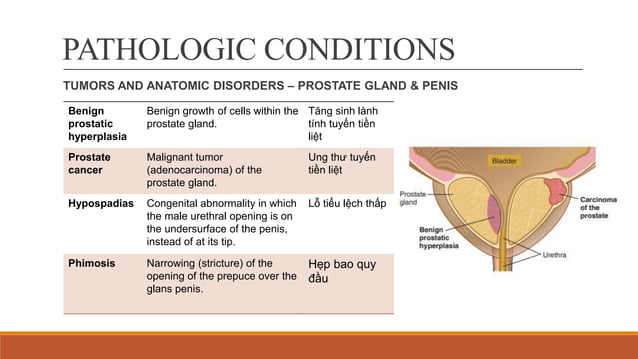 Male Reproductive System English Terminology | PPTX