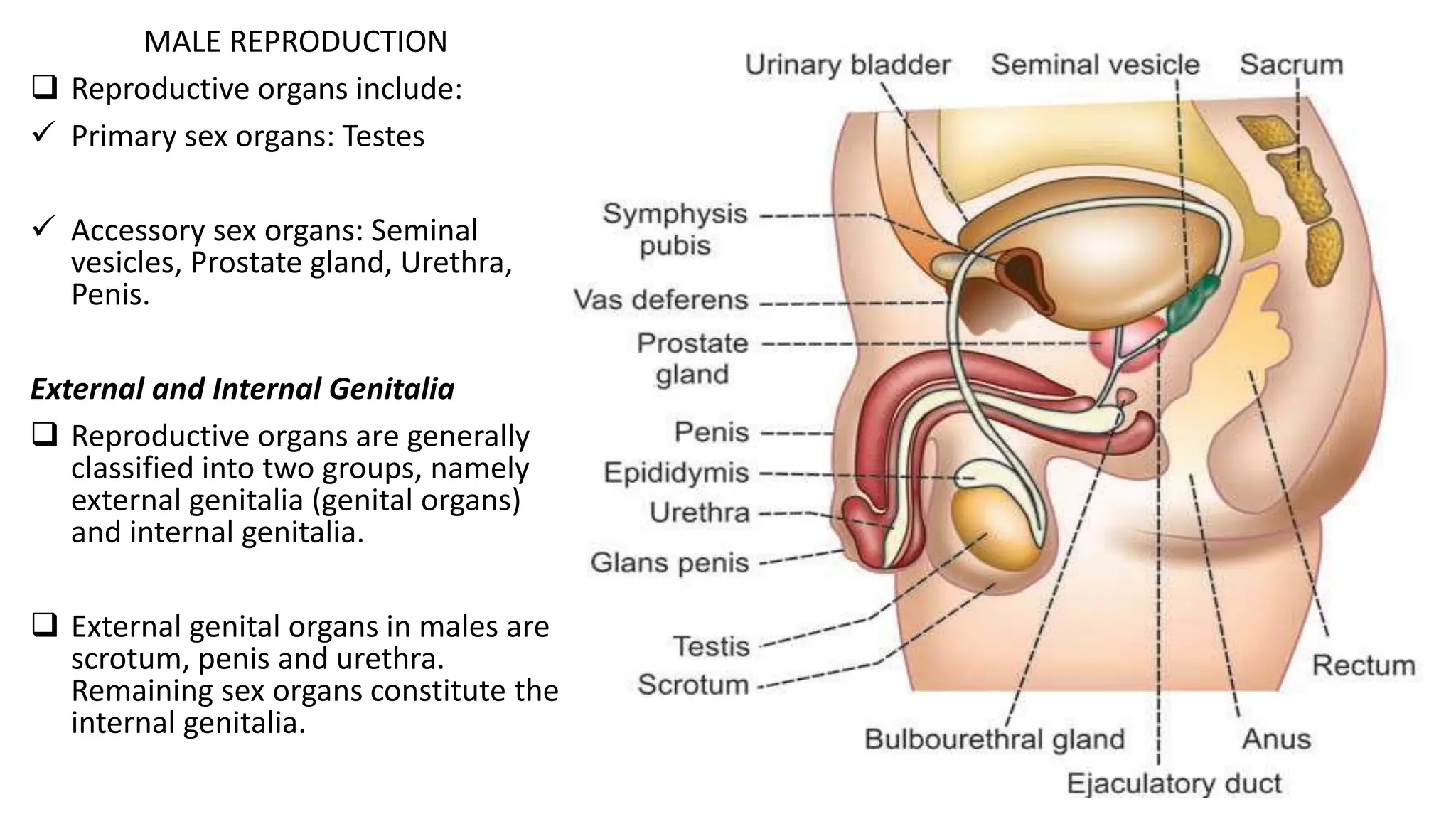 Physiology Of The Male Reproductive System Pptx