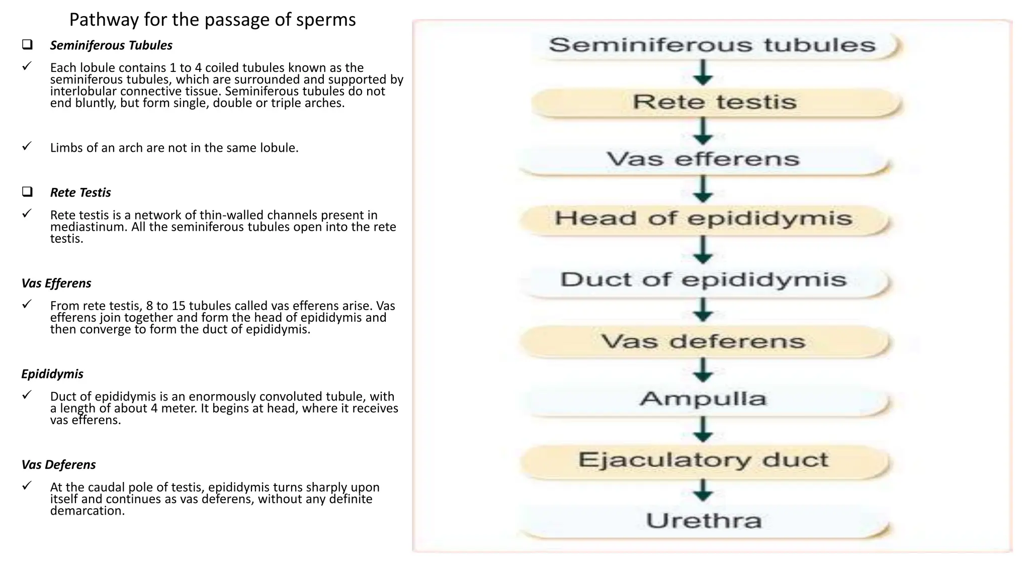 PHYSIOLOGY OF THE MALE REPRODUCTIVE SYSTEM.pptx
