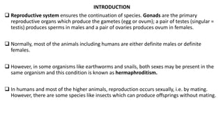 PHYSIOLOGY OF THE MALE REPRODUCTIVE SYSTEM.pptx