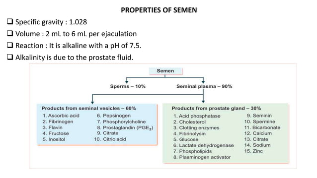 PHYSIOLOGY OF THE MALE REPRODUCTIVE SYSTEM.pptx