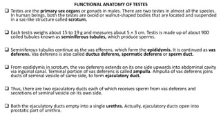 PHYSIOLOGY OF THE MALE REPRODUCTIVE SYSTEM.pptx