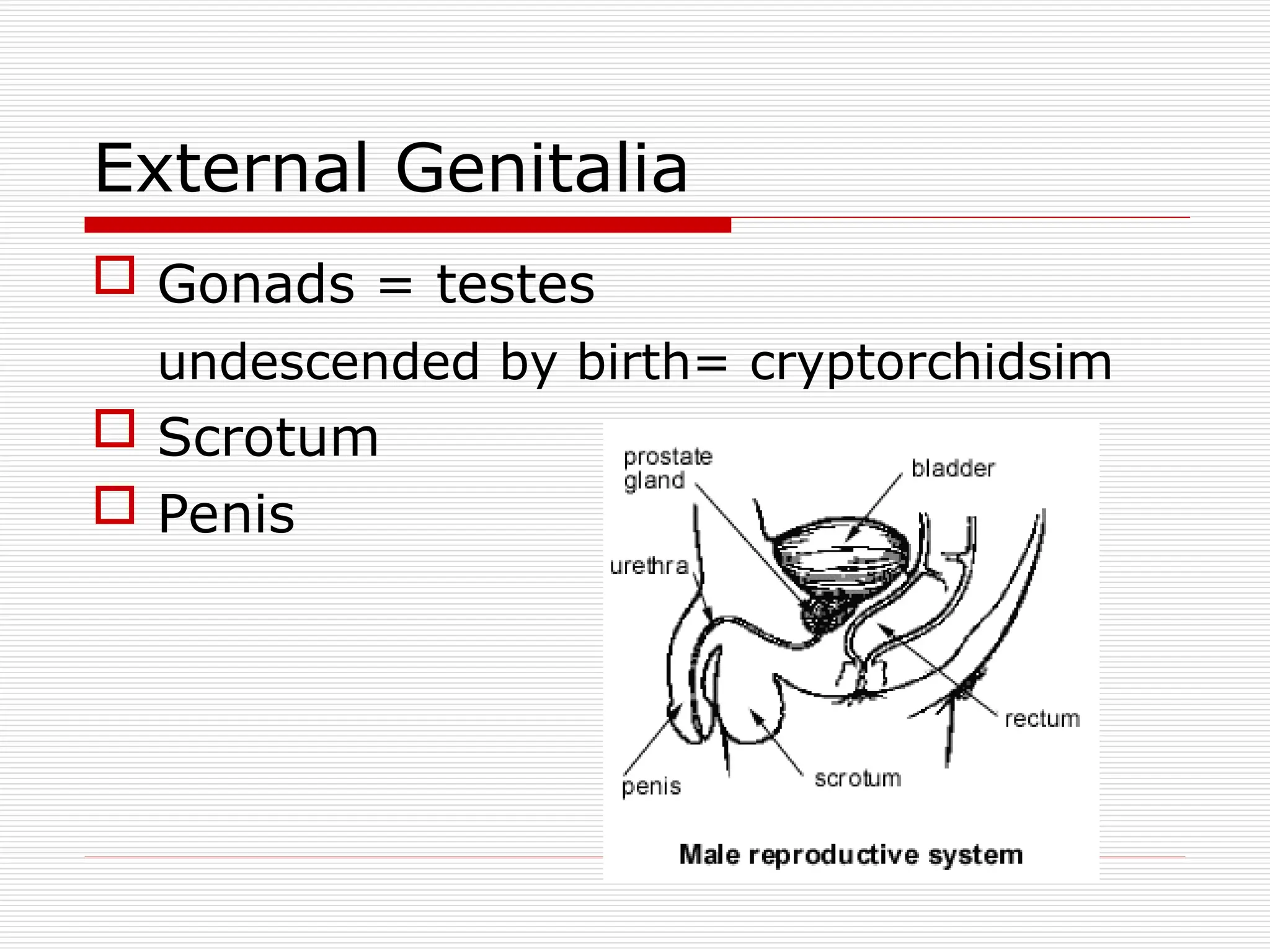 Physiology of Male Reproductive System.ppt | Free Download