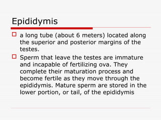 Physiology of Male Reproductive System.ppt
