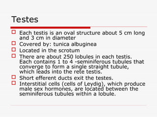 Physiology of Male Reproductive System.ppt | Free Download