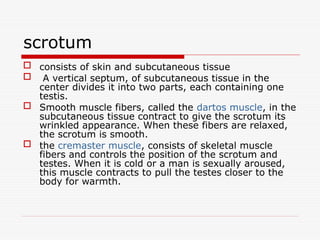 Physiology of Male Reproductive System.ppt | Free Download