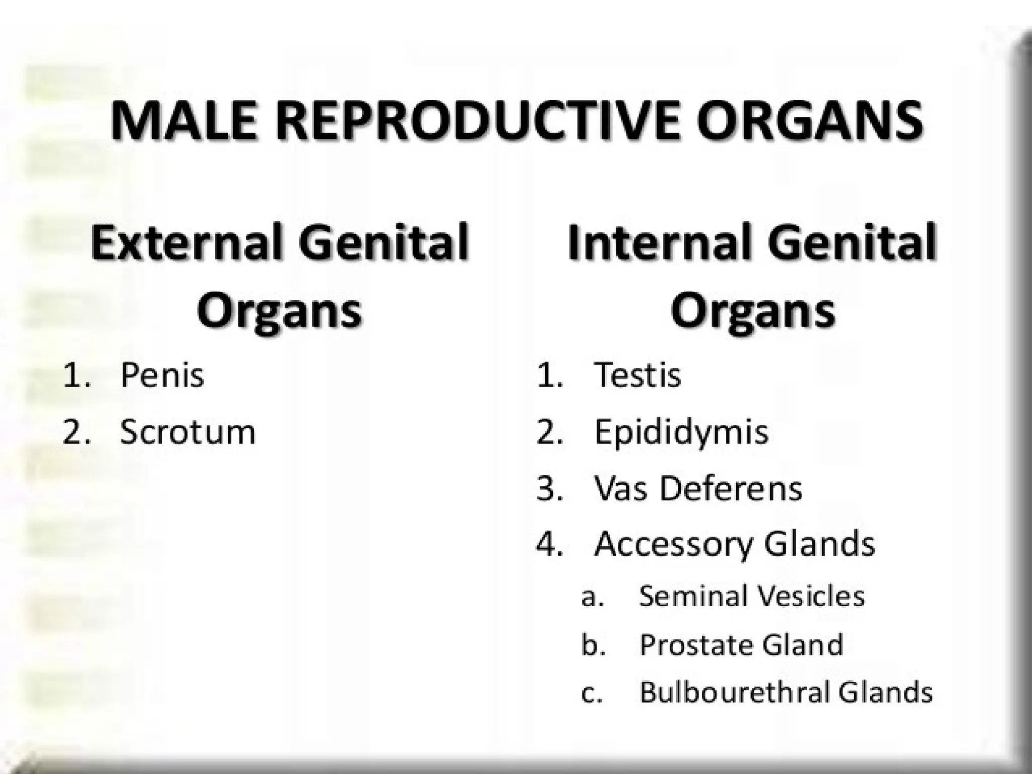 male reproductive system.pptx male reproductive organs | PPTX