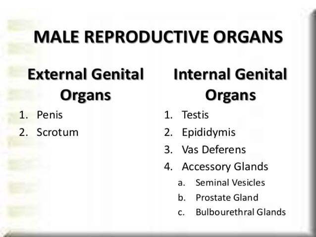 male reproductive system.pptx male reproductive organs | PPT
