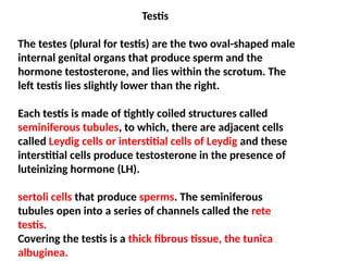 male reproductive system.pptx male reproductive organs | PPTX