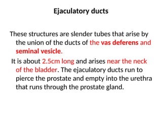 male reproductive system.pptx male reproductive organs | PPT