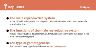 male reproductive system discussion pptx | PPTX