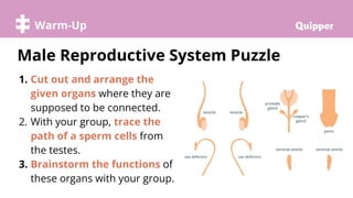 male reproductive system discussion pptx | PPTX