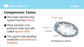 male reproductive system discussion pptx | PPTX