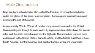 Male Reproductive System of human.What does the male reproductive ...