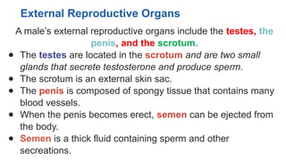 Male Reproductive System of human.What does the male reproductive ...