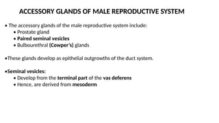 MALE REPRODUCTIVE SYSTEM embryology.pptx