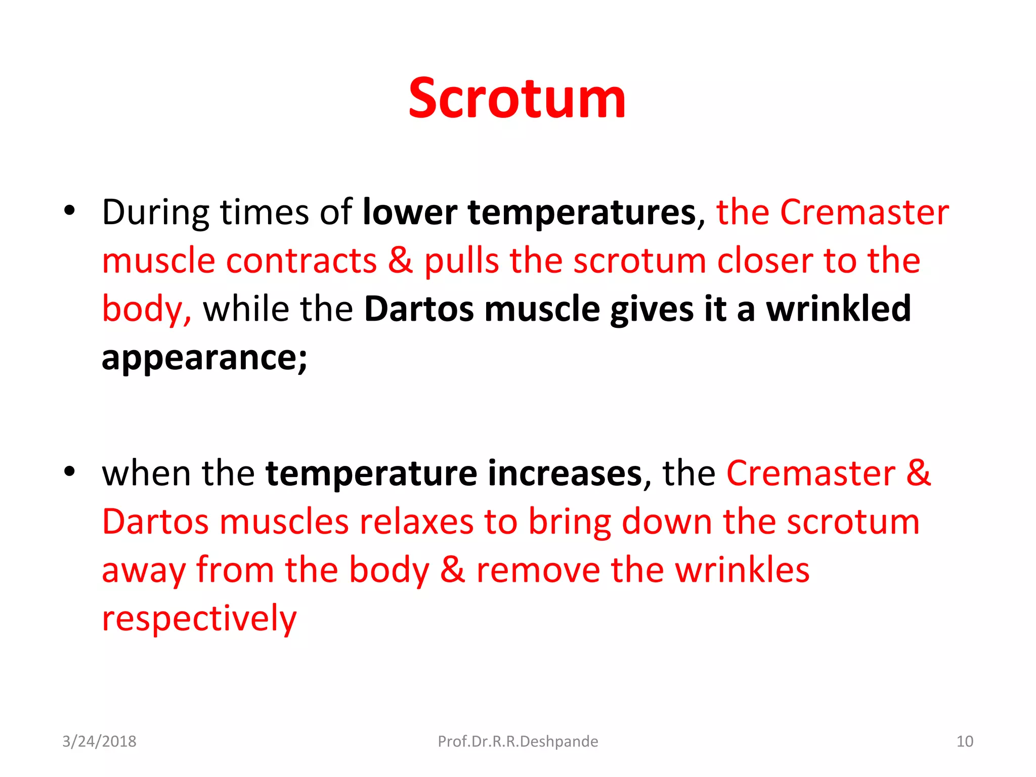 Male reproductive system | PDF