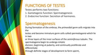 Male reproductive system | PPT