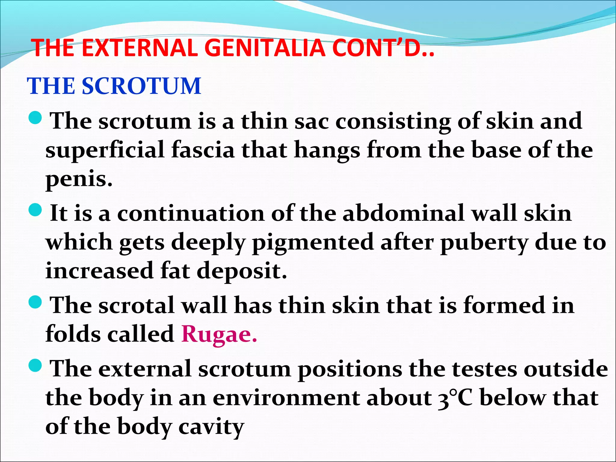 Male reproductive system- mr. panneh | PPT