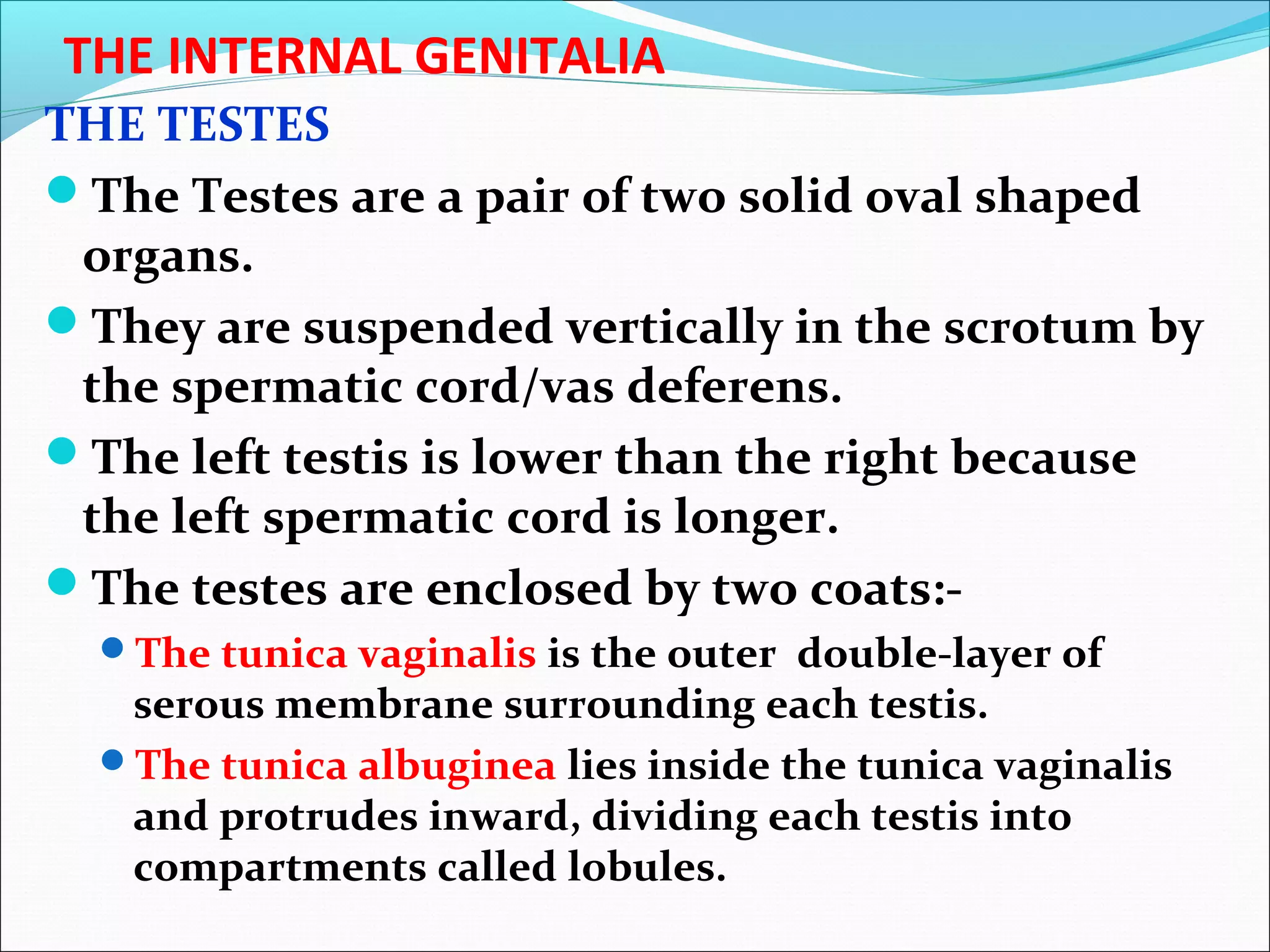 Male reproductive system- mr. panneh | PPT