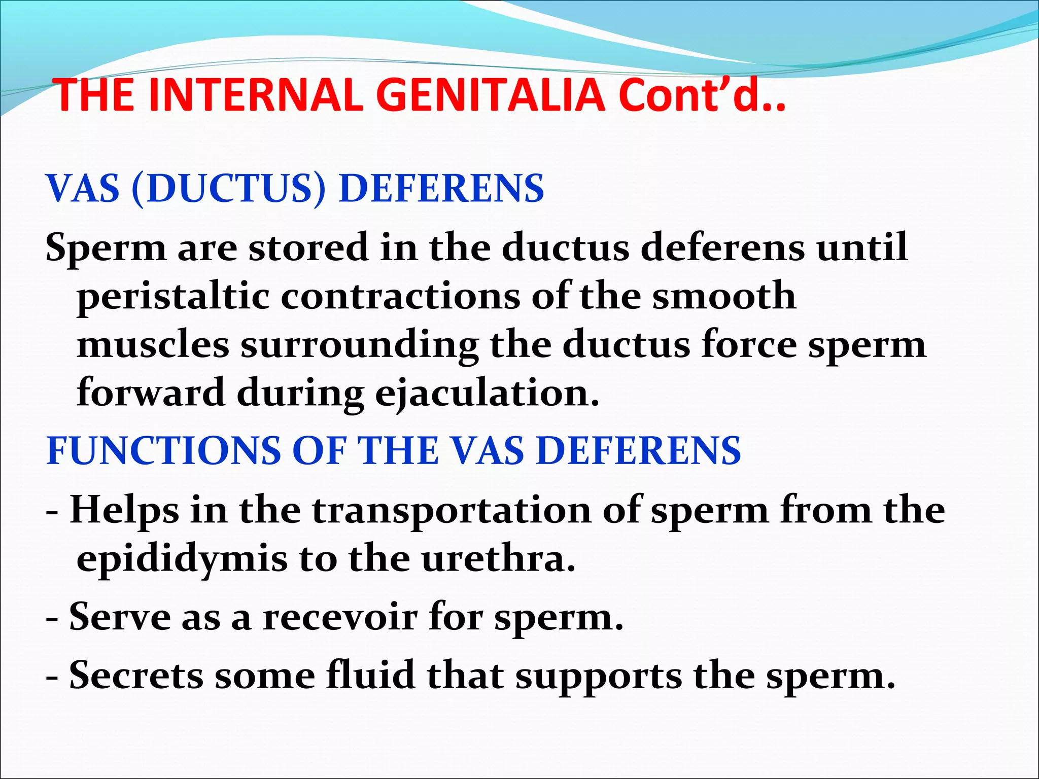 Male reproductive system- mr. panneh | PPT