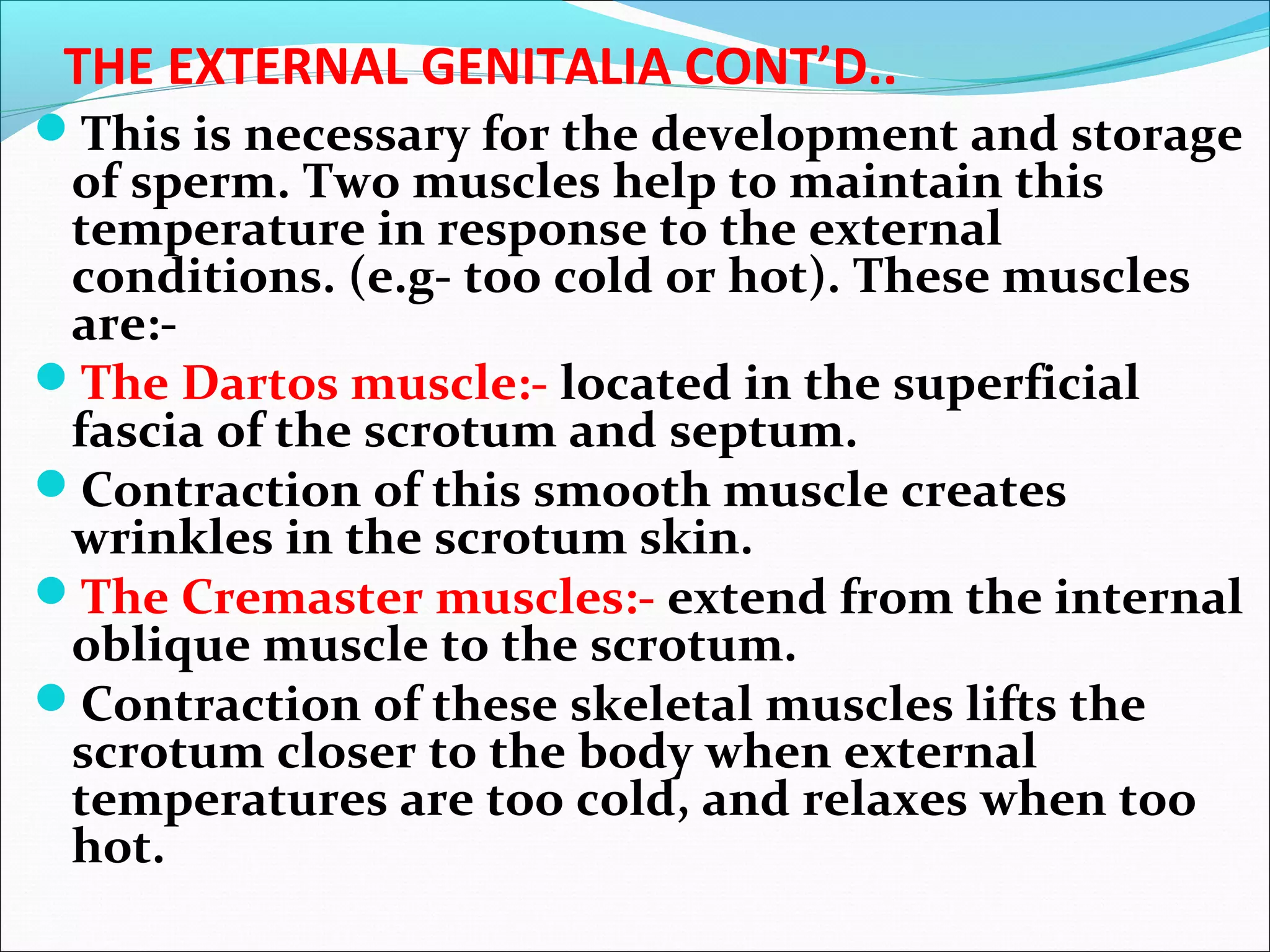 Male reproductive system- Mr. Panneh | PPT