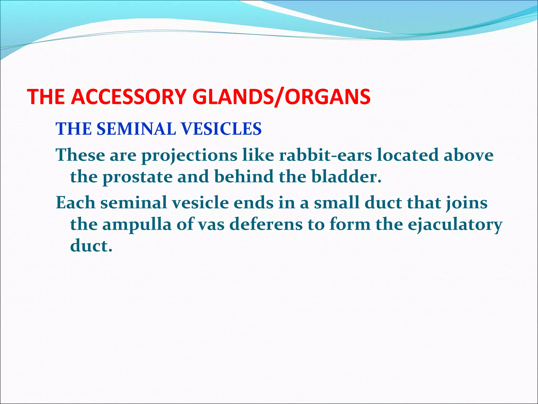 Male reproductive system- Mr. Panneh | PPT