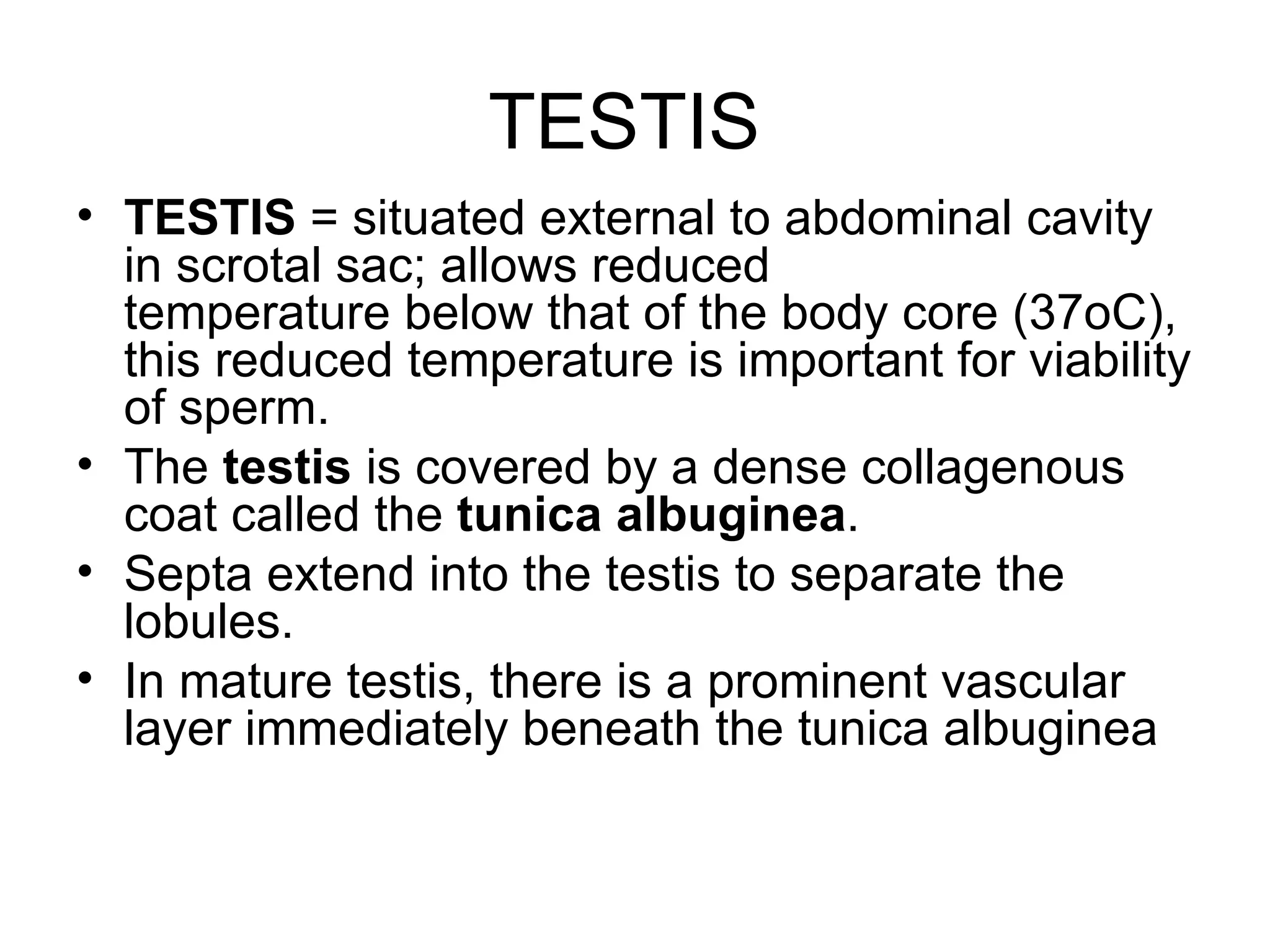 Male reproductive system | PPT