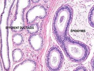 Efferent Ductule Histology