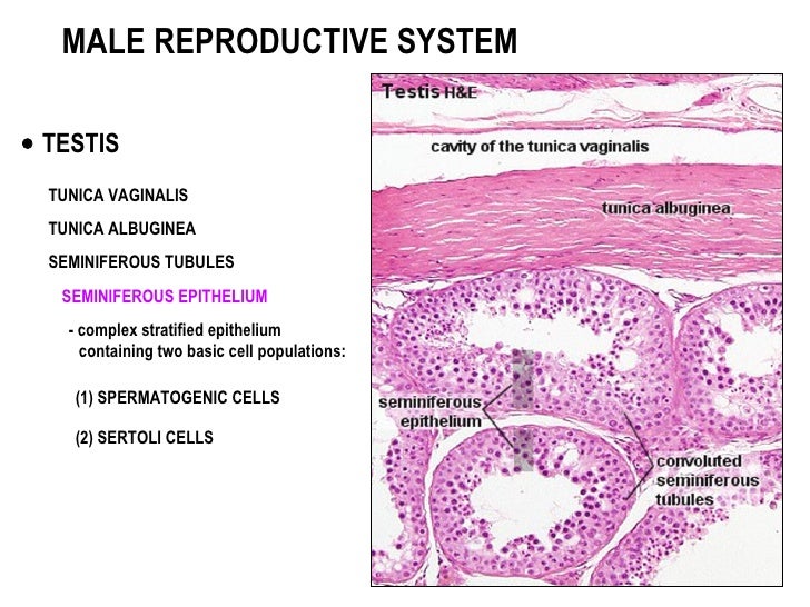 Male reproductive system