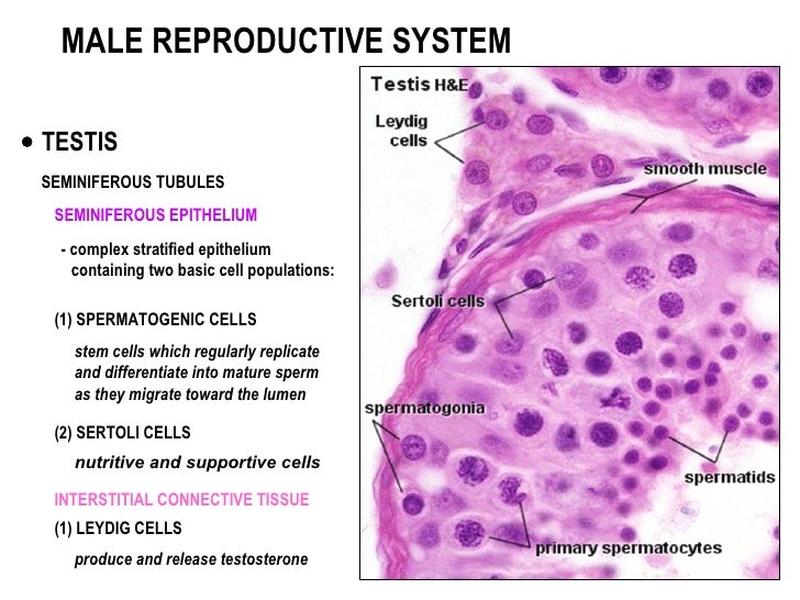 Male reproductive system