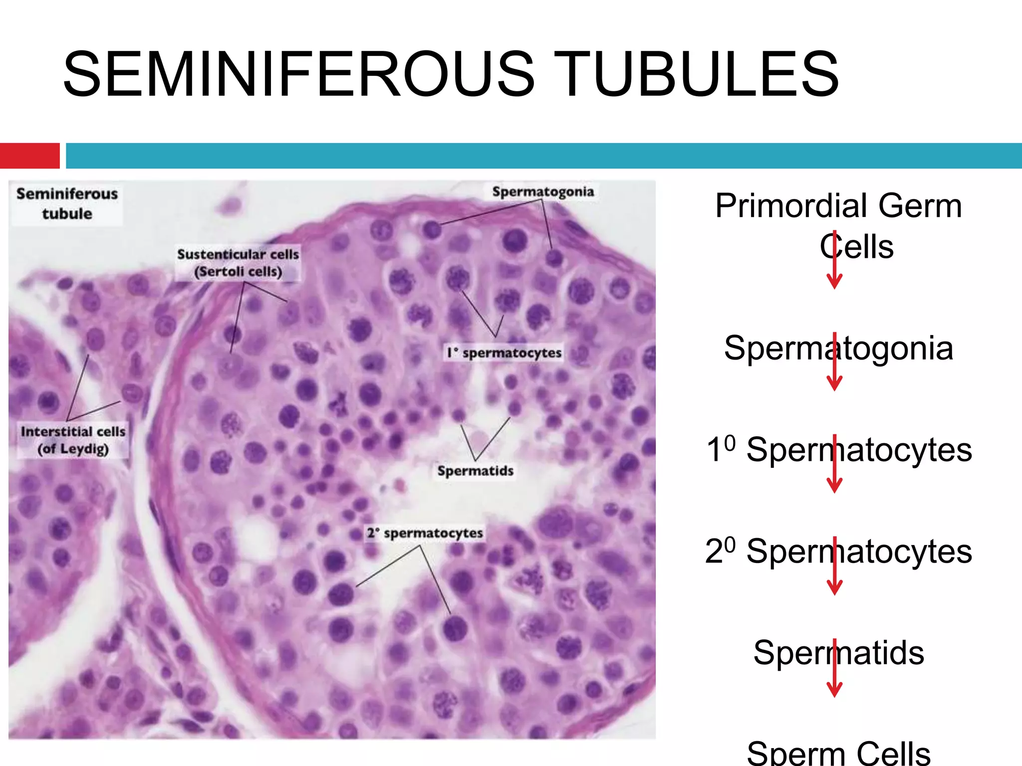 Male reproductive system | PPTX