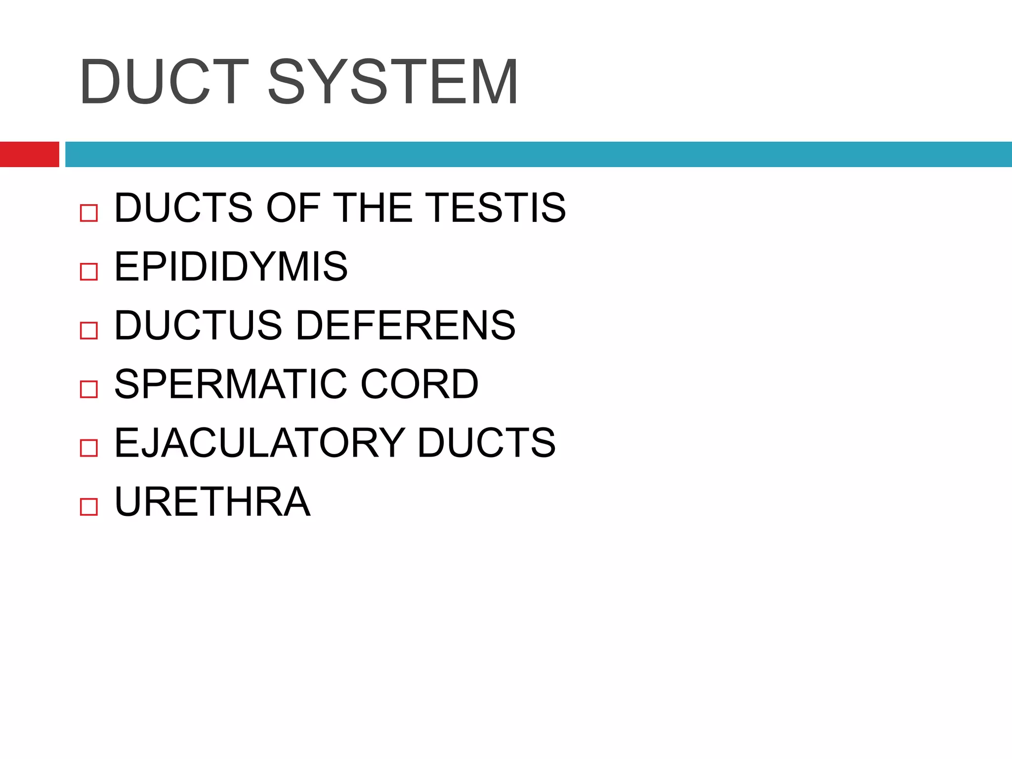 Male reproductive system | PPTX