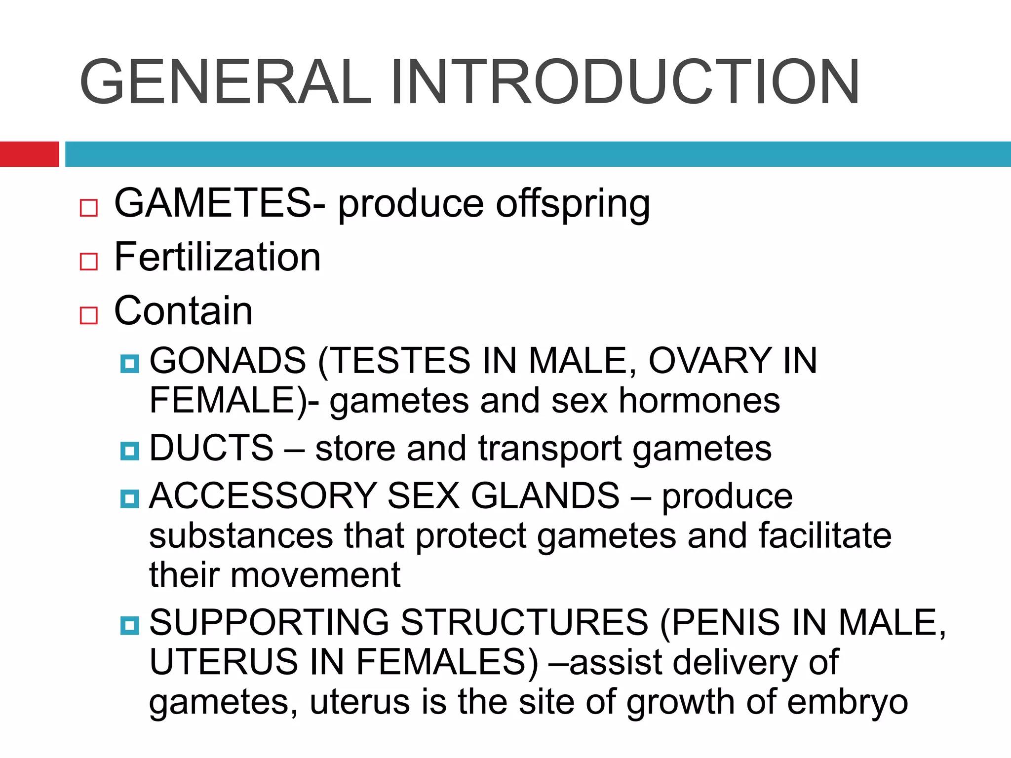Male reproductive system | PPTX
