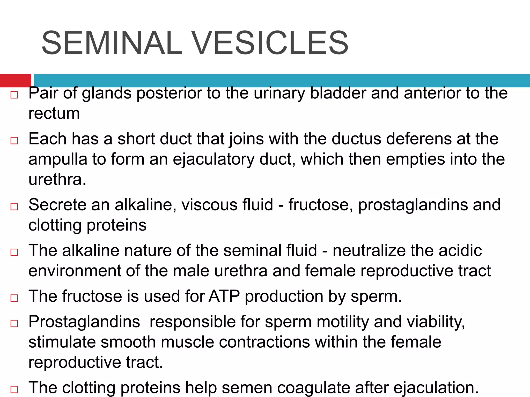 Male reproductive system | PPTX