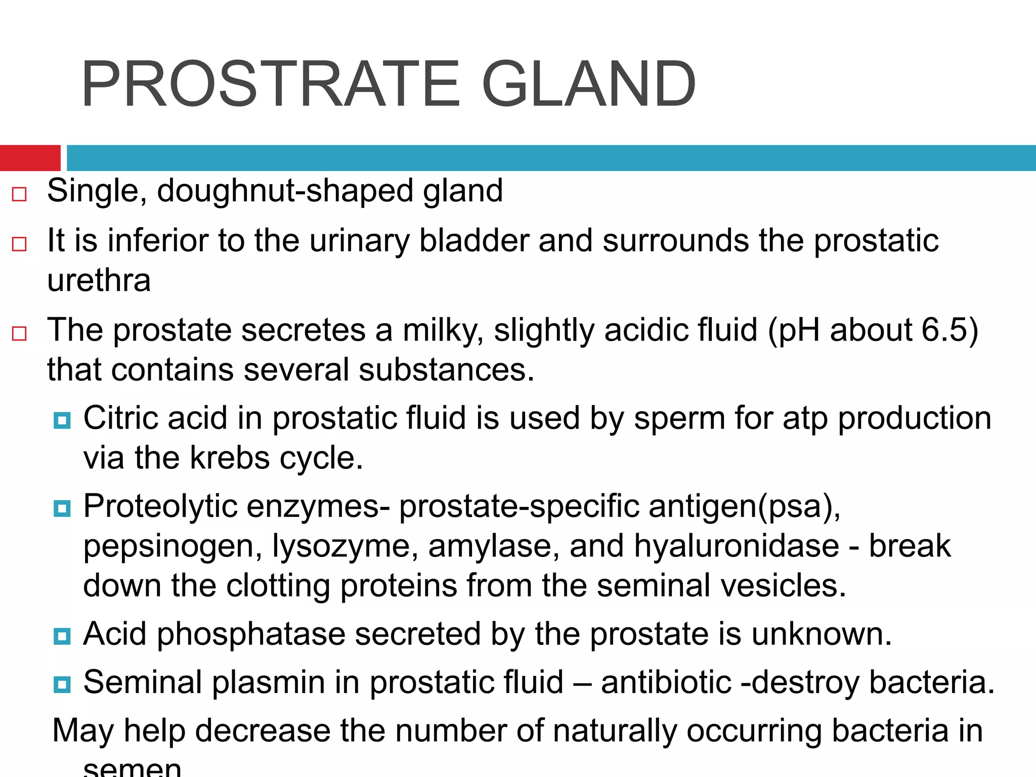 Male reproductive system | PPTX