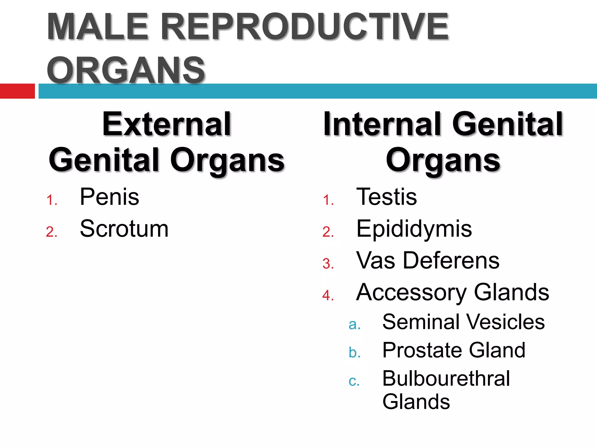 Male reproductive system | PPTX