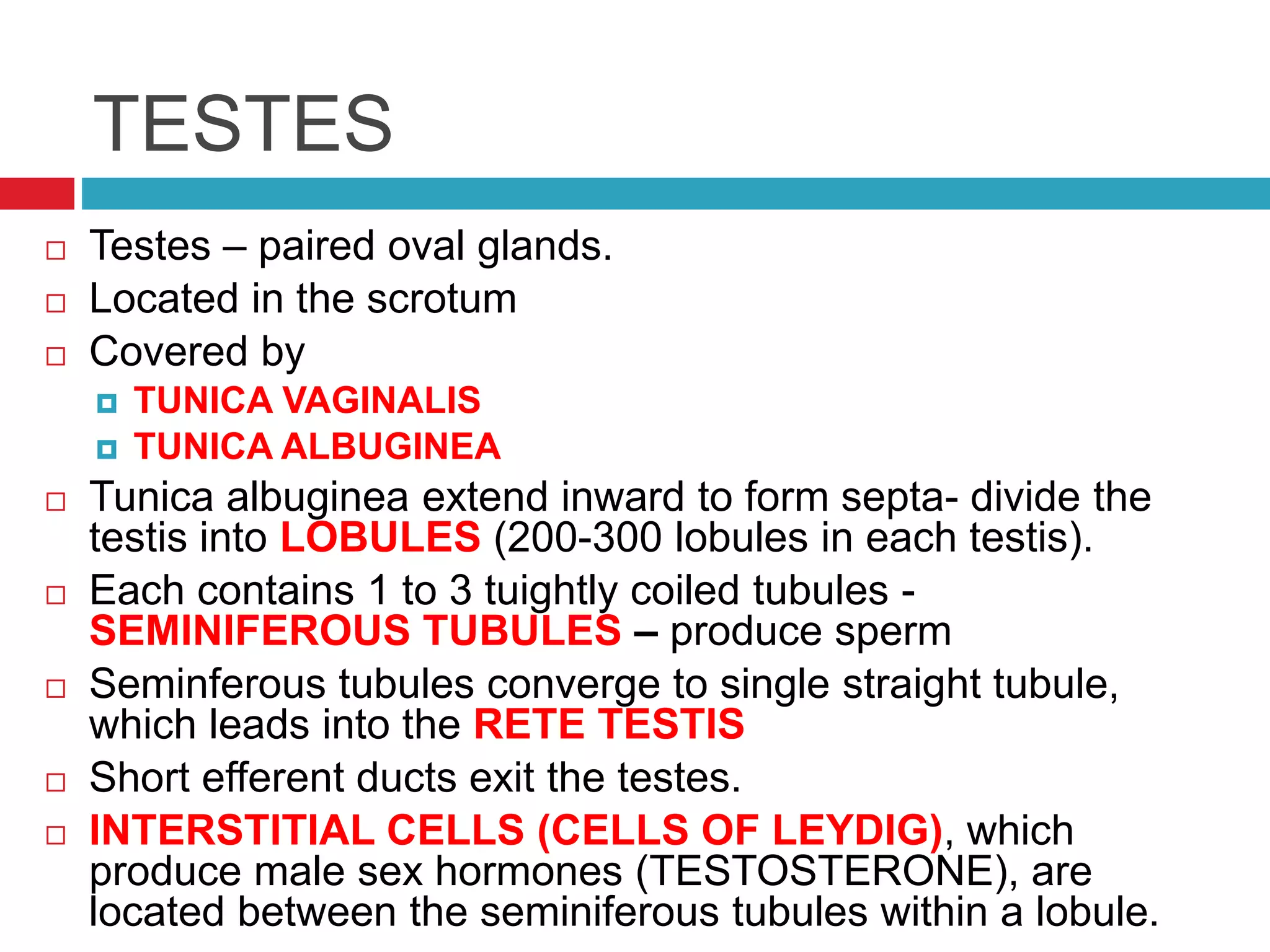 Male reproductive system | PPTX
