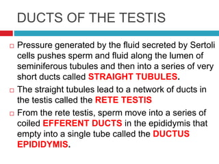 Male reproductive system | PPTX