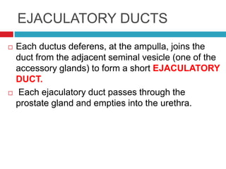 Male reproductive system | PPTX