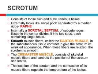 Male reproductive system | PPTX