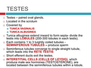 Male reproductive system | PPTX