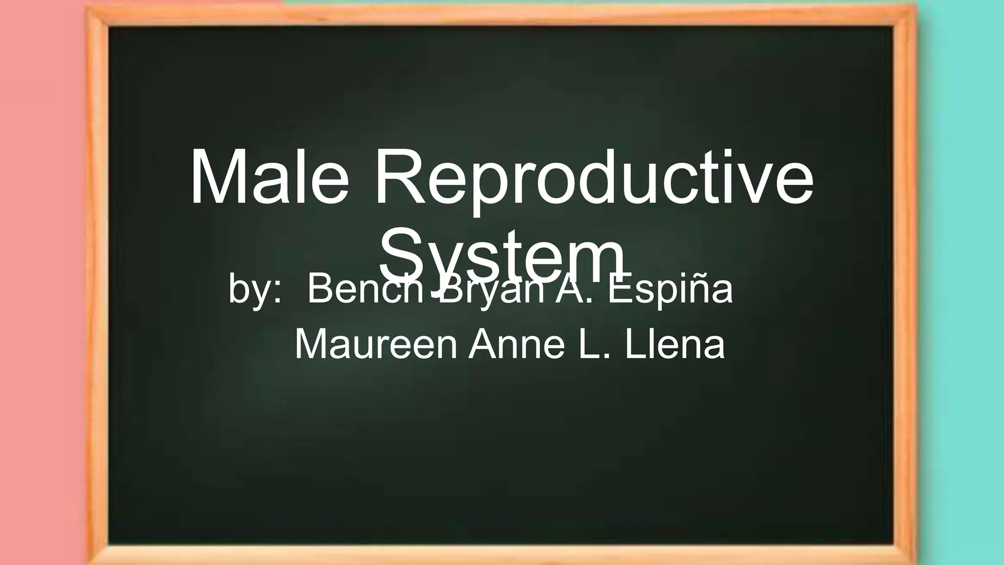 Male Reproductive System Wps Office Pptx