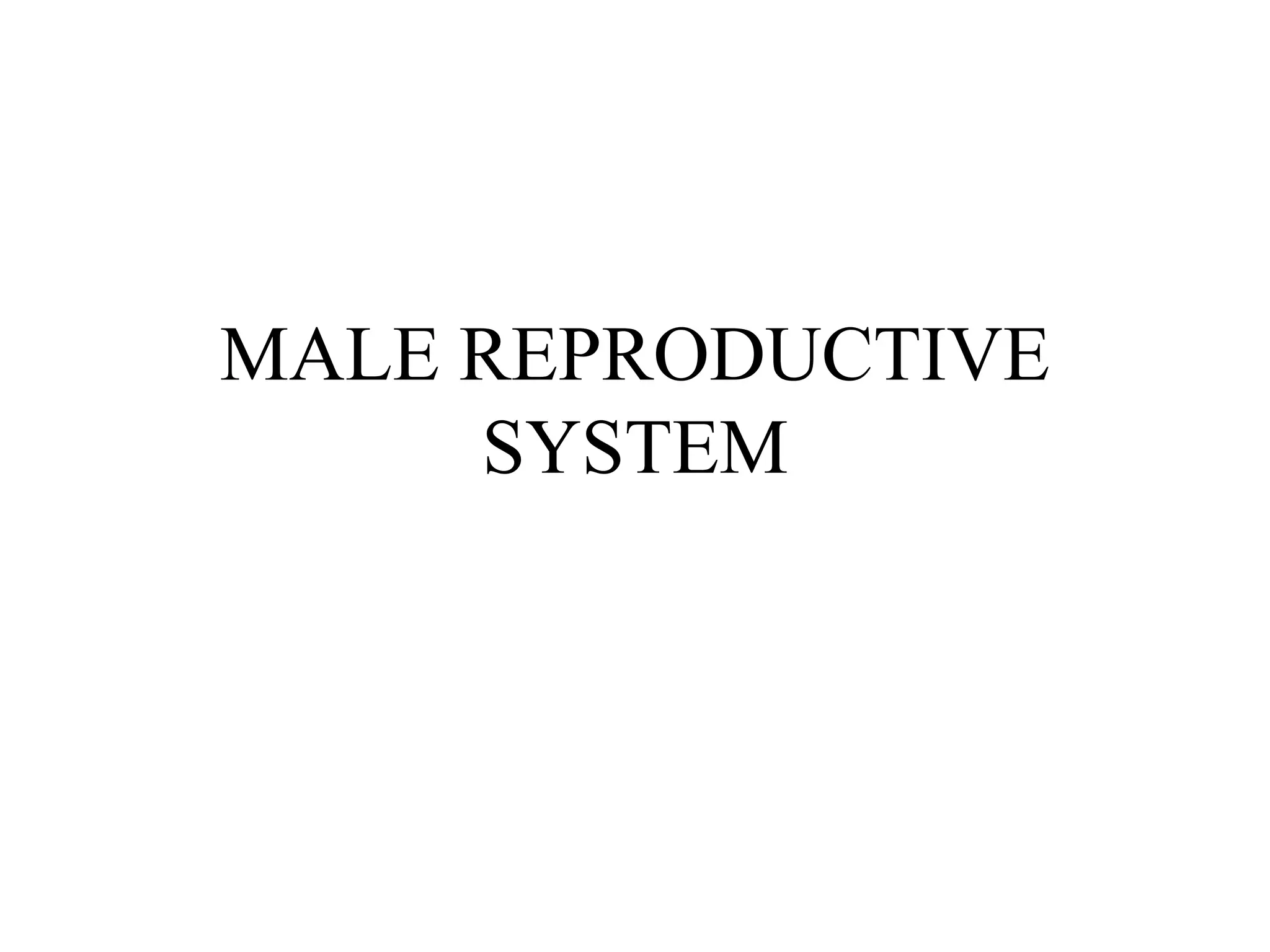 MALE REPRODUCTIVE SYSTEM_091455 (1).pptx