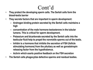 MALE REPRODUCTIVE SYSTEM_091455 (1).pptx
